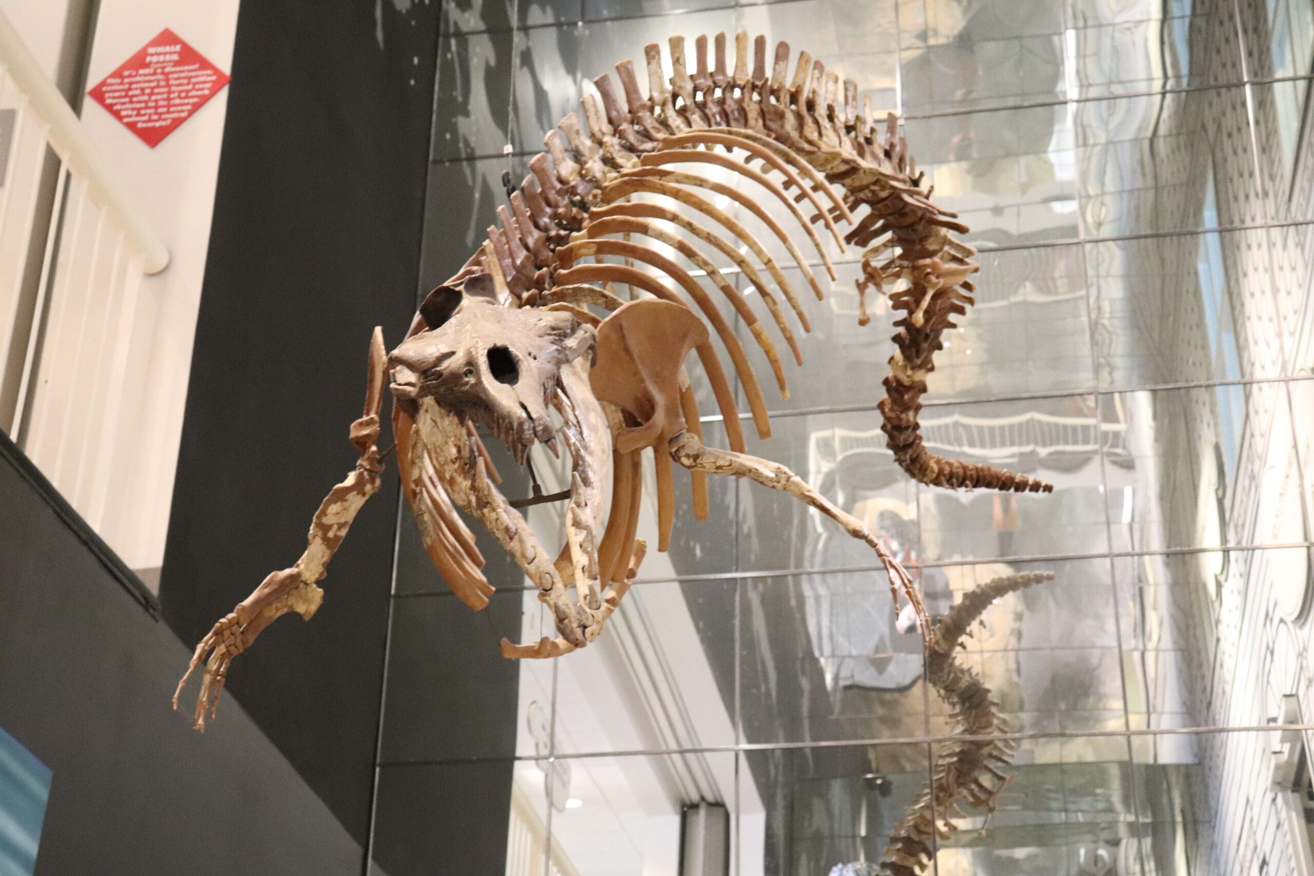 October Home School Field Trip Day: Fossil Fun! - MAS Macon